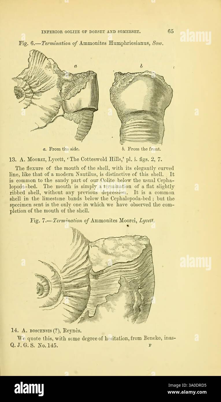 Detailed features of ammonite fossils hi-res stock photography and ...