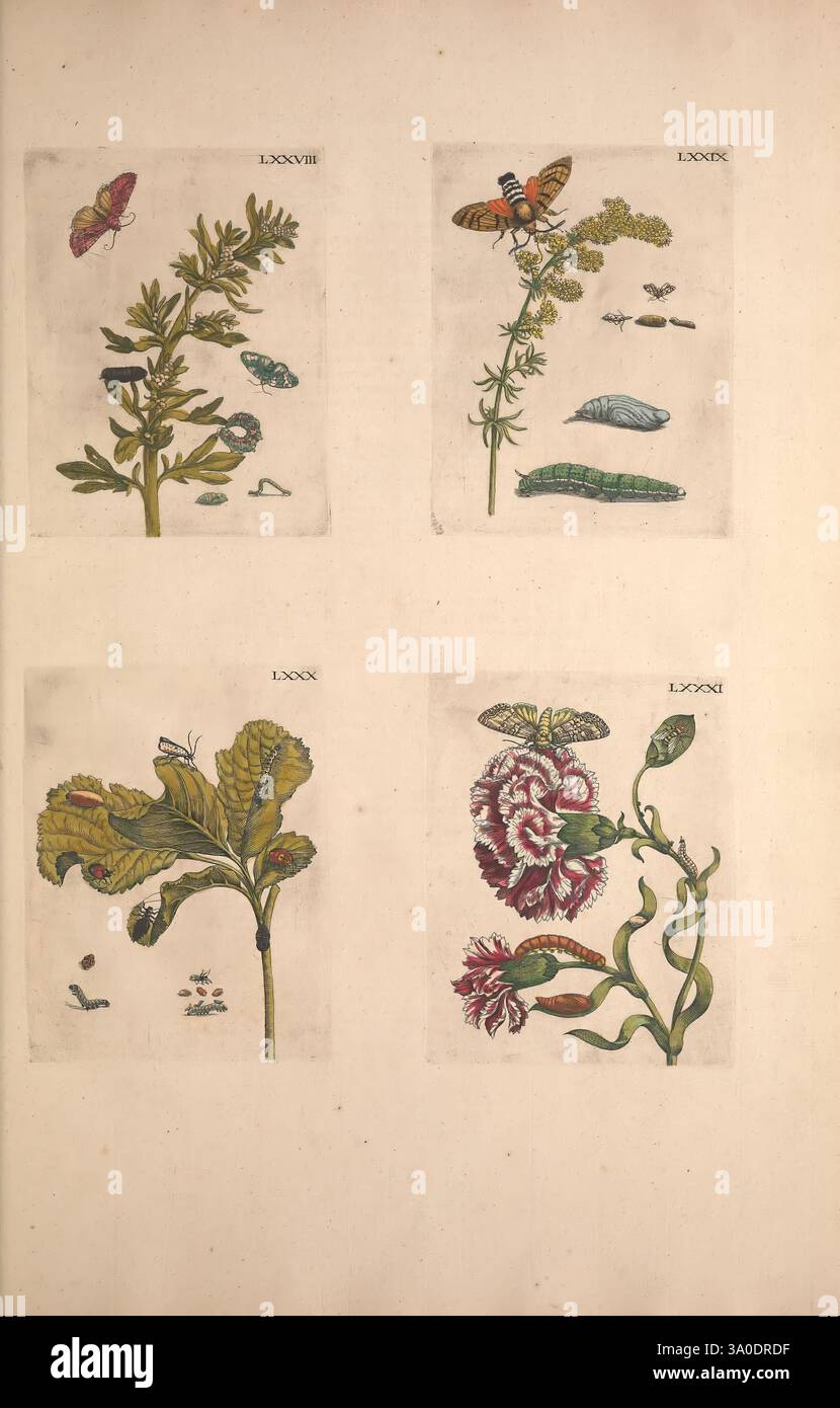 De Europischen insecten, Tot Amsterdam, By J.F. Bernard, 1730, botany ...