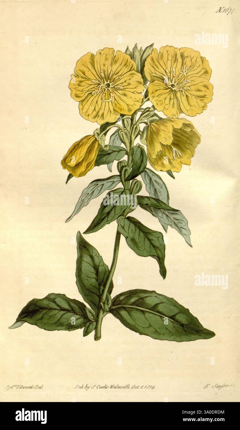 Oenothera tetragona var fraseri hi-res stock photography and images - Alamy