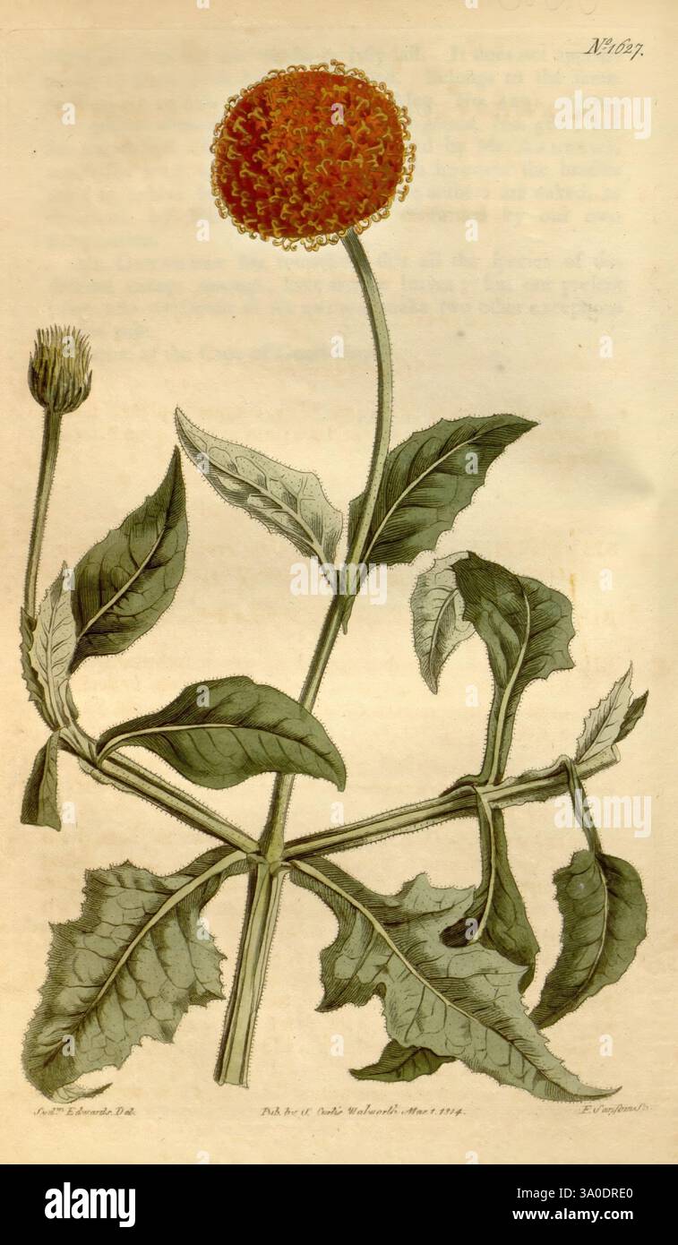 Spherical orange blossom atop hi-res stock photography and images - Alamy