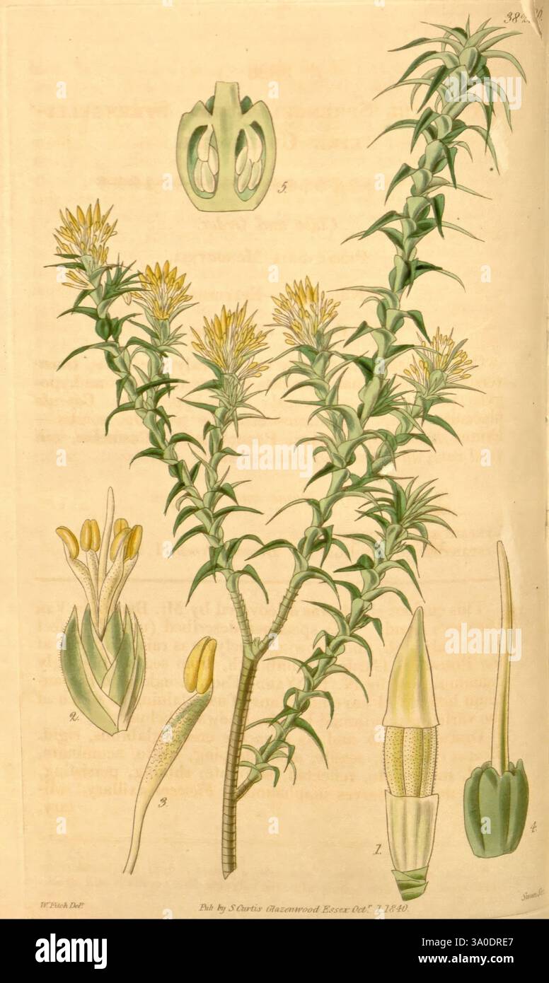 Curtis's Botanical Magazine, London, New York, botanical illustration ...