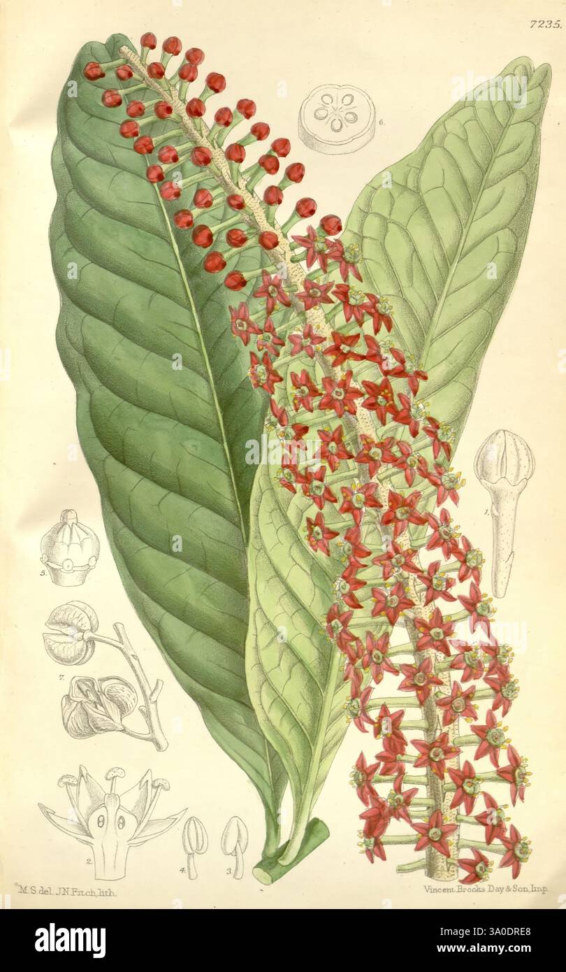 Curtis's Botanical Magazine London New York Botanical Illustration ...