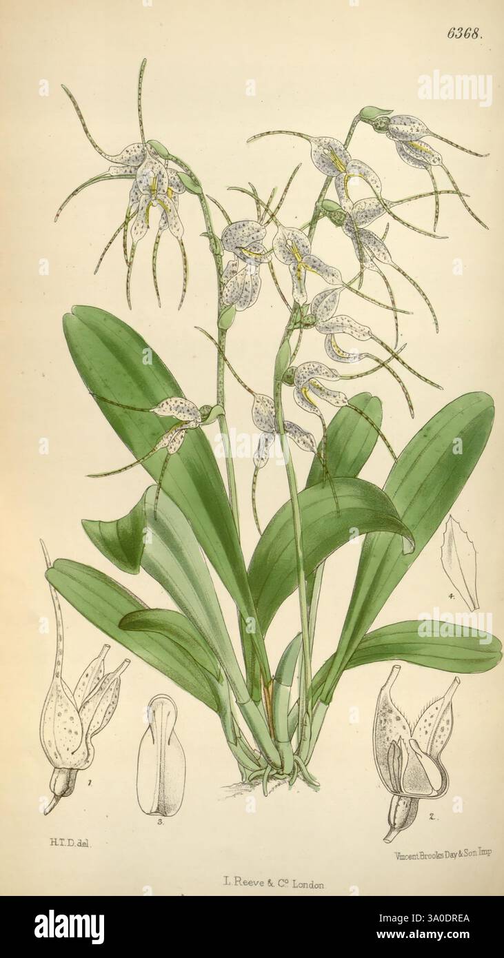 Plants ornamental curtis women in science harriet thiselton dyer hi-res ...