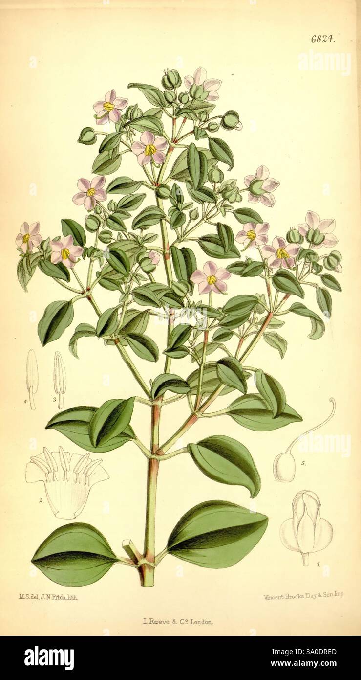Curtis's, botanical, magazine, London, New York, botanical ...