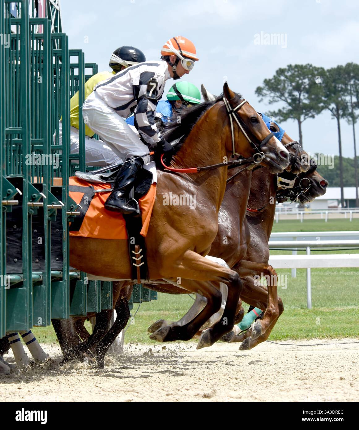 Thoroughbreds breaking from the starting gate Stock Photo - Alamy
