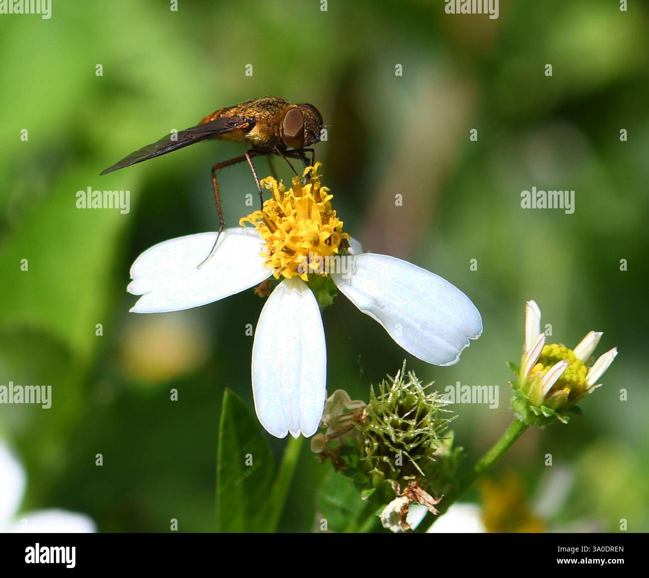 Chrysopsinae is an insect subfamily in the family Tabanidae commonly ...