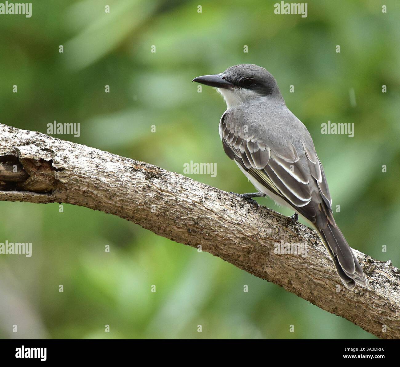 Pitirre hi-res stock photography and images - Alamy