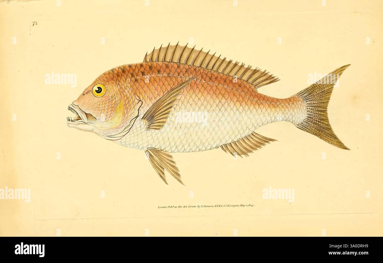 Pronounced dorsal ridge hi-res stock photography and images - Alamy