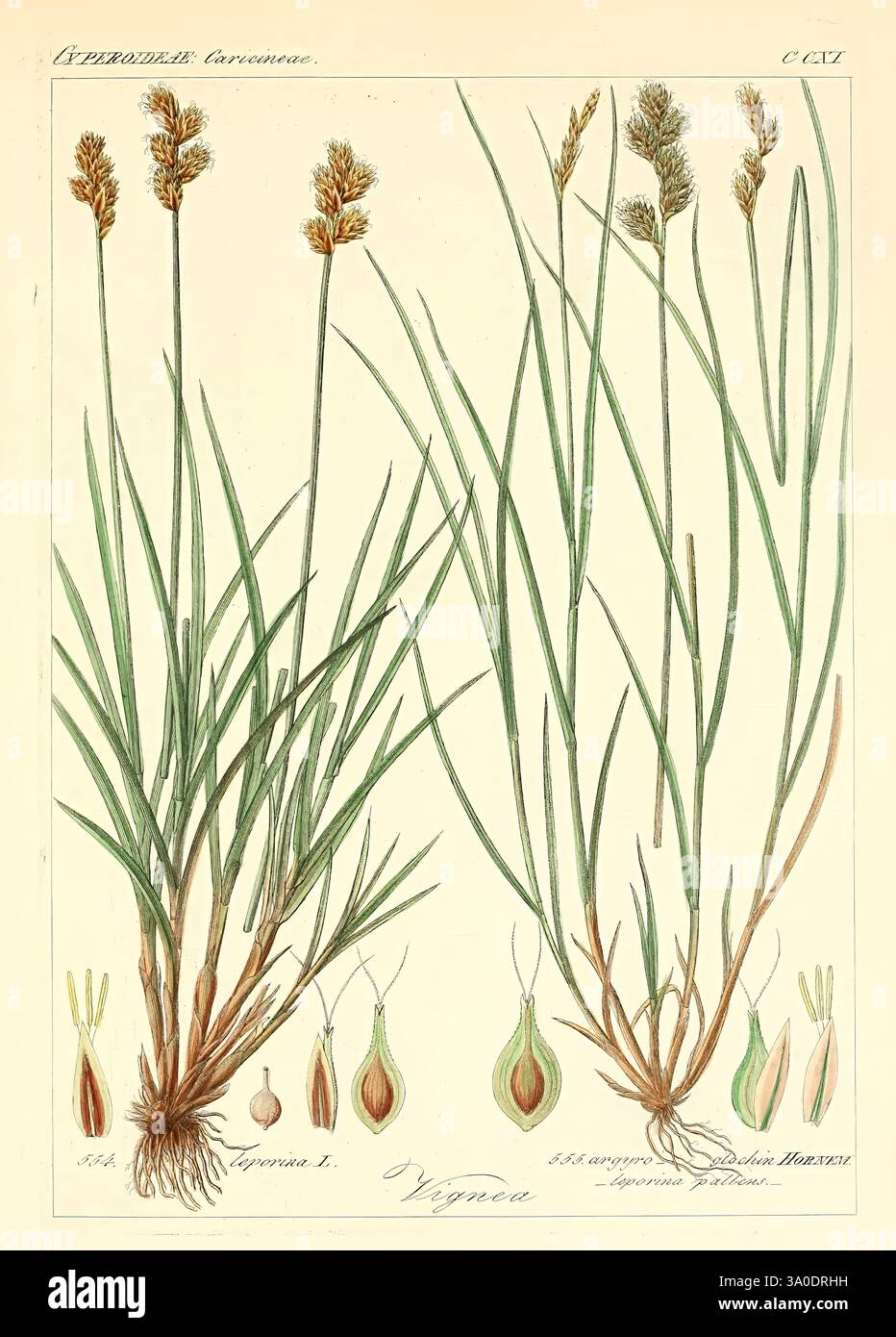 Sedges root system hi-res stock photography and images - Alamy