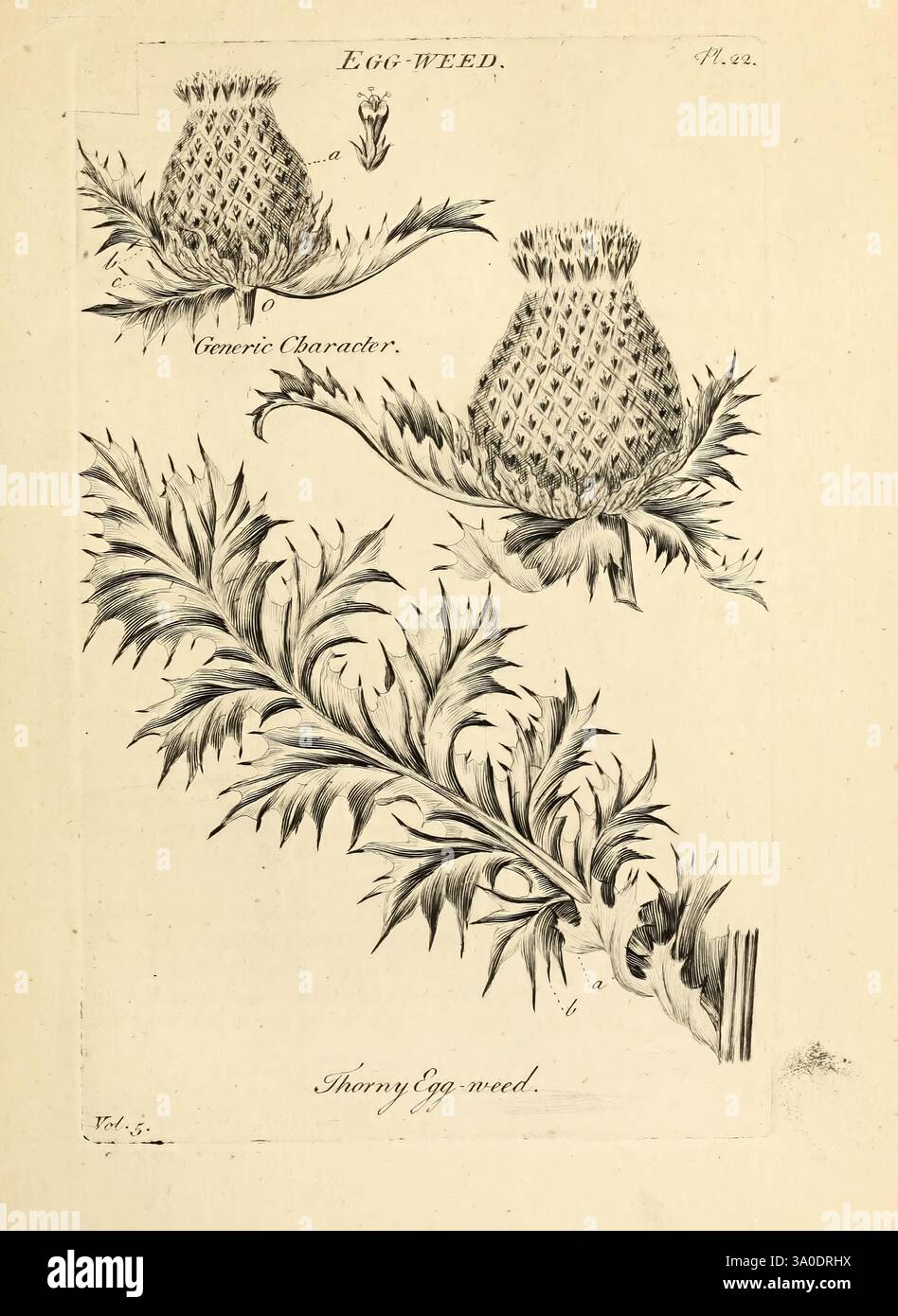The vegetable system, London, 1759-1763, Botany, Pictorial works., The ...