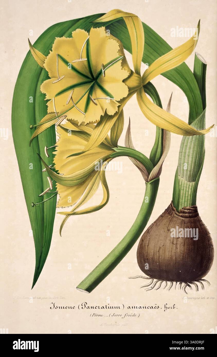 Ismene plant hi-res stock photography and images - Alamy
