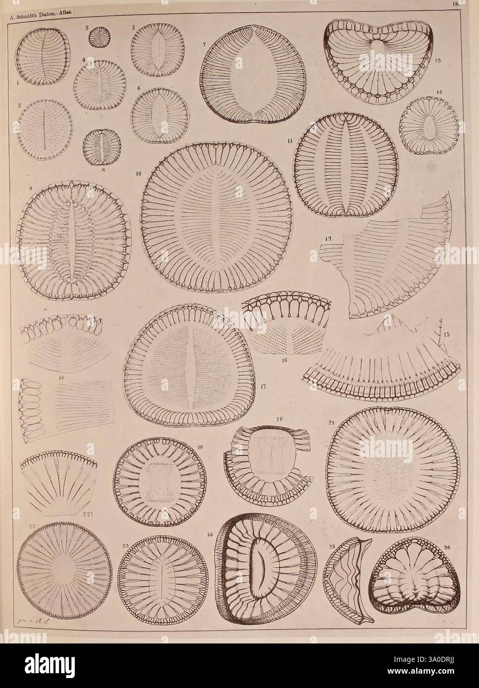 Distinctive silica cell walls hi-res stock photography and images - Alamy