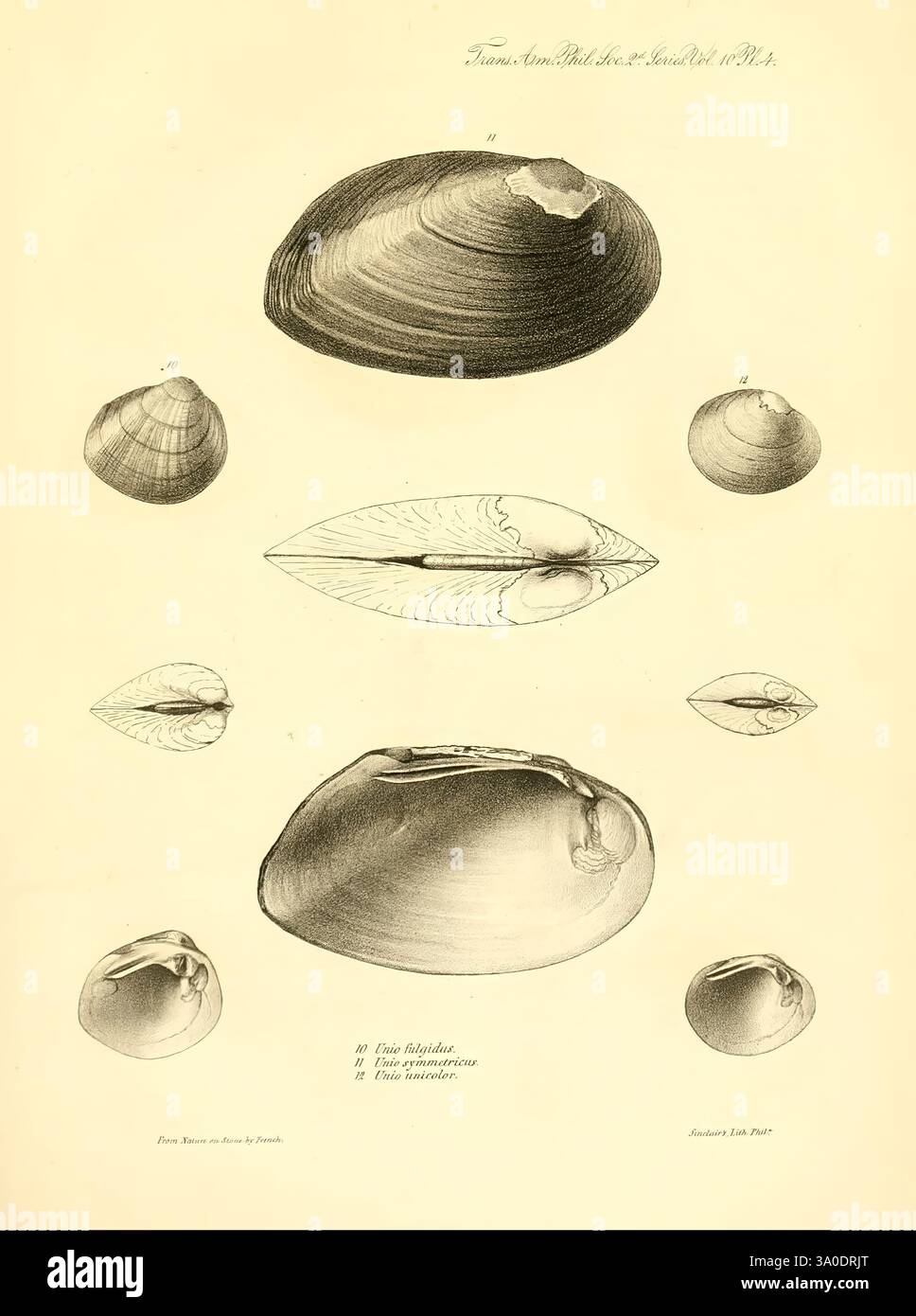 Importance of shell anatomy hi-res stock photography and images - Alamy