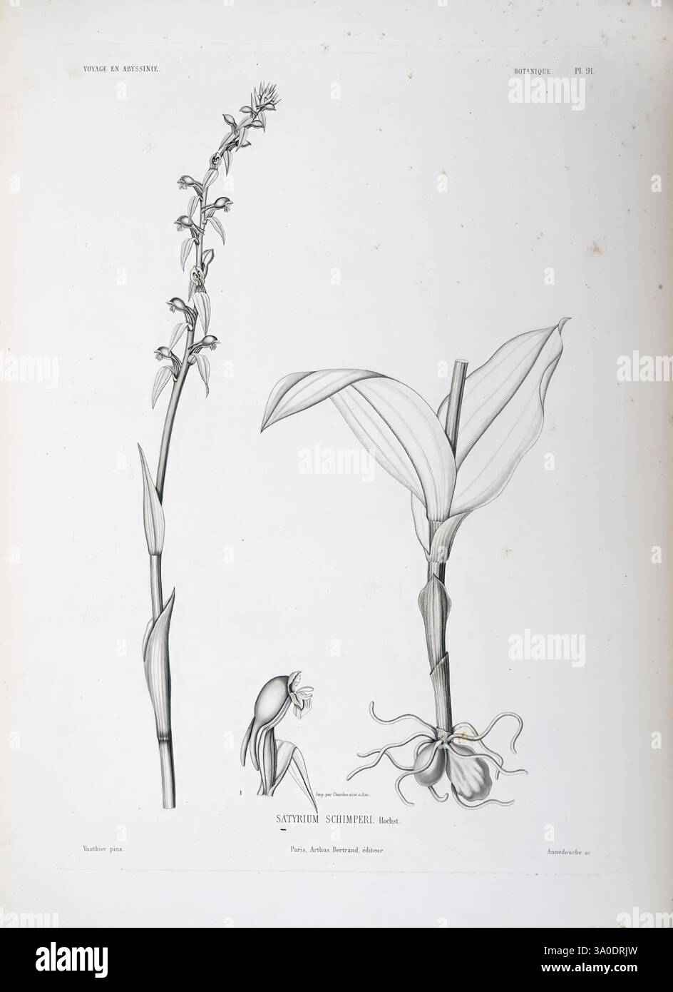 Satyrion schiedei hi-res stock photography and images - Alamy