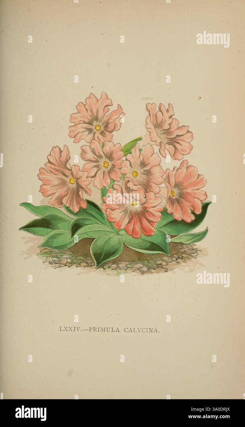 The flora of the Alps, London, J. C. Nimmo, 1896-1900, Alps, floras, mountain plants, plants ...