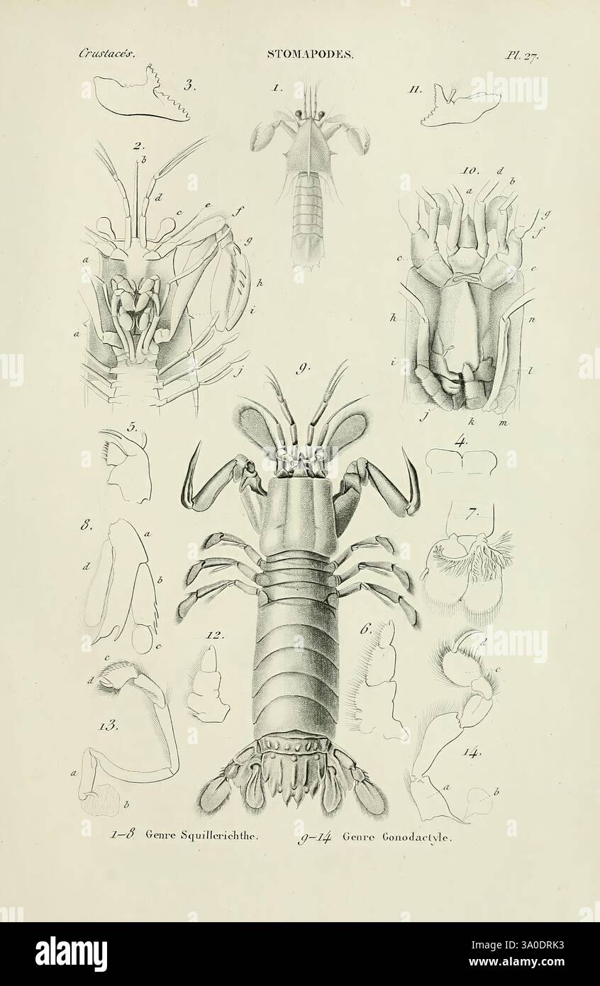 Diagrams of specific anatomical features hi-res stock photography and ...
