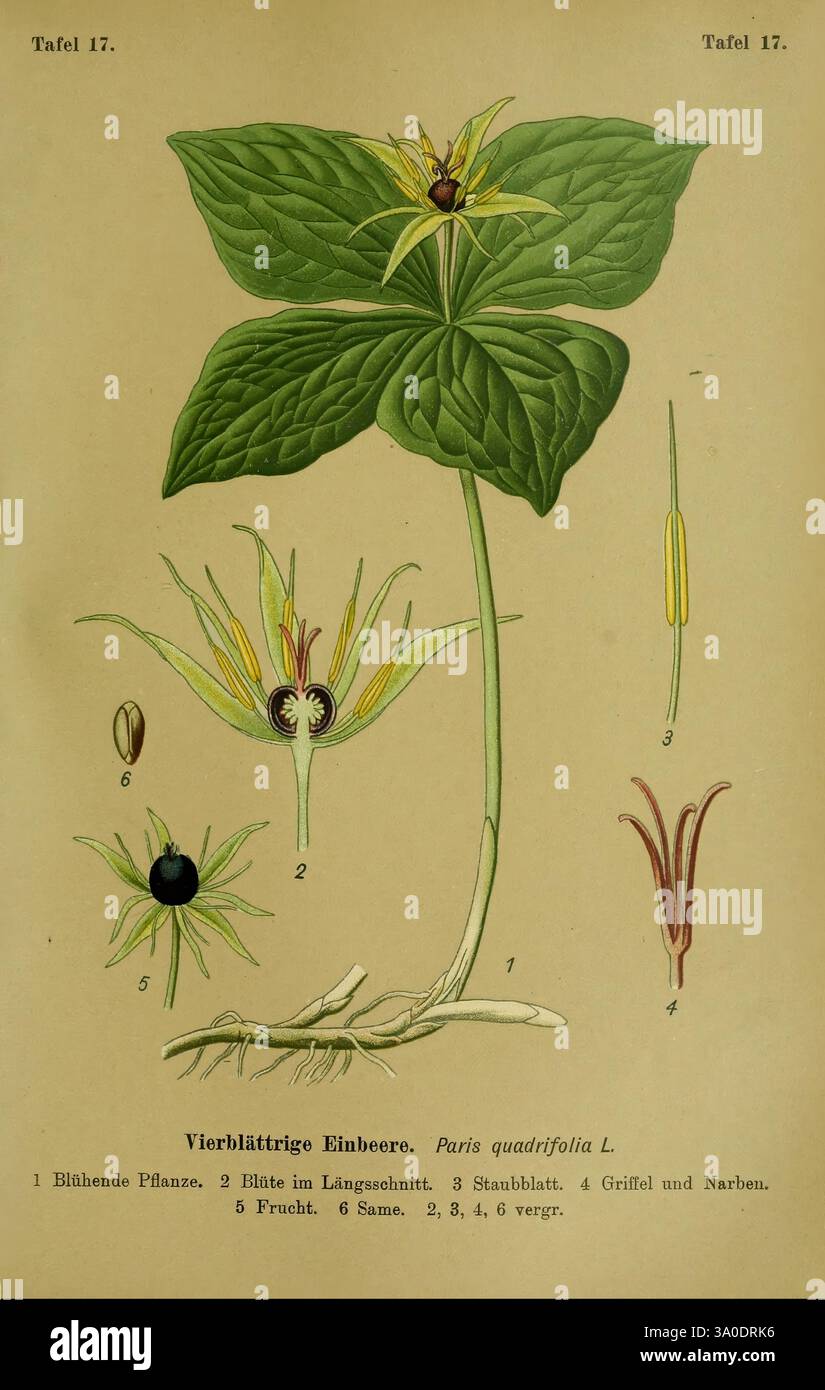 Die Giftpflanzen Deutschlands, Braunschweig, F. Vieweg, 1910, Germany ...