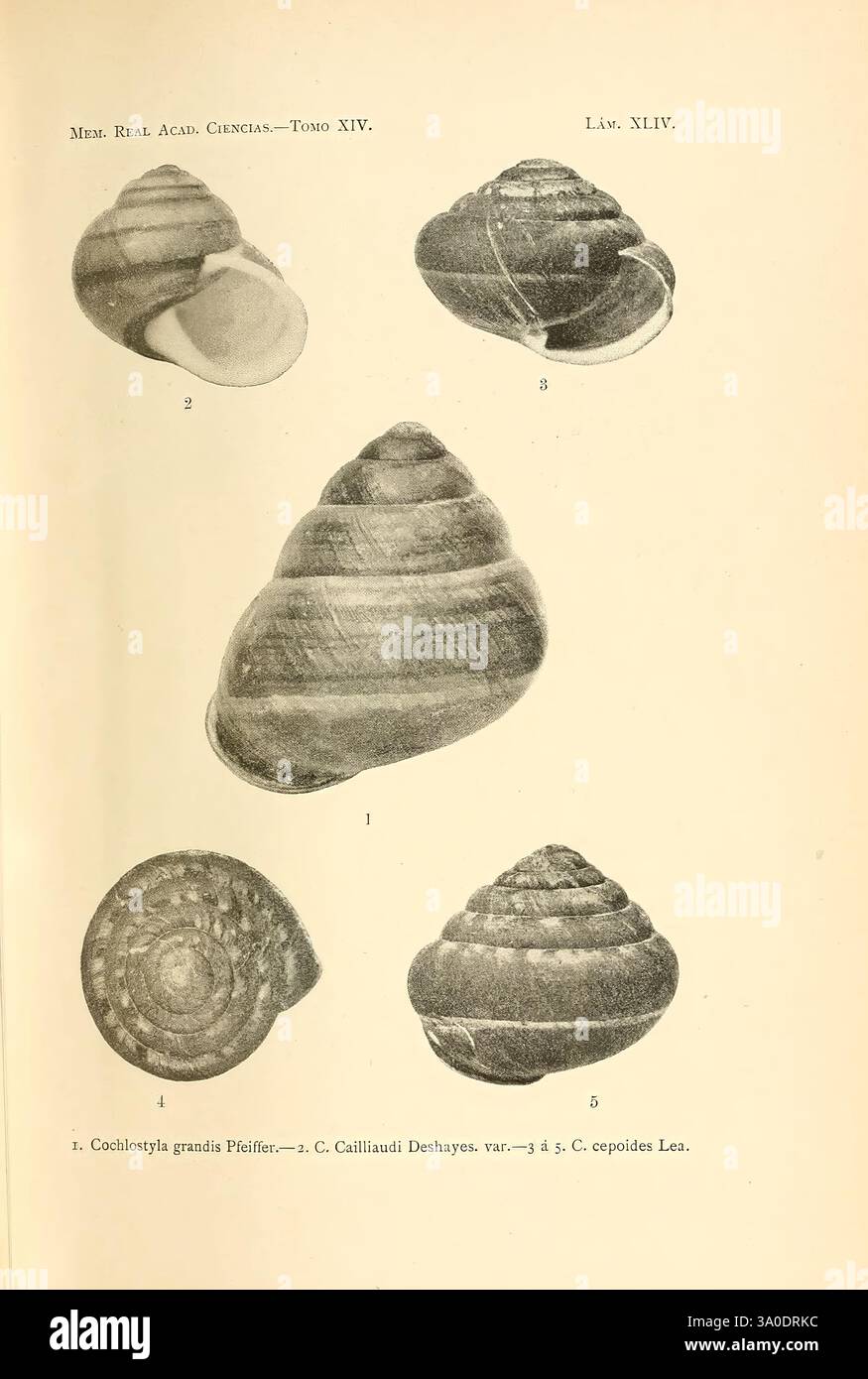 Context of malacology hi-res stock photography and images - Alamy