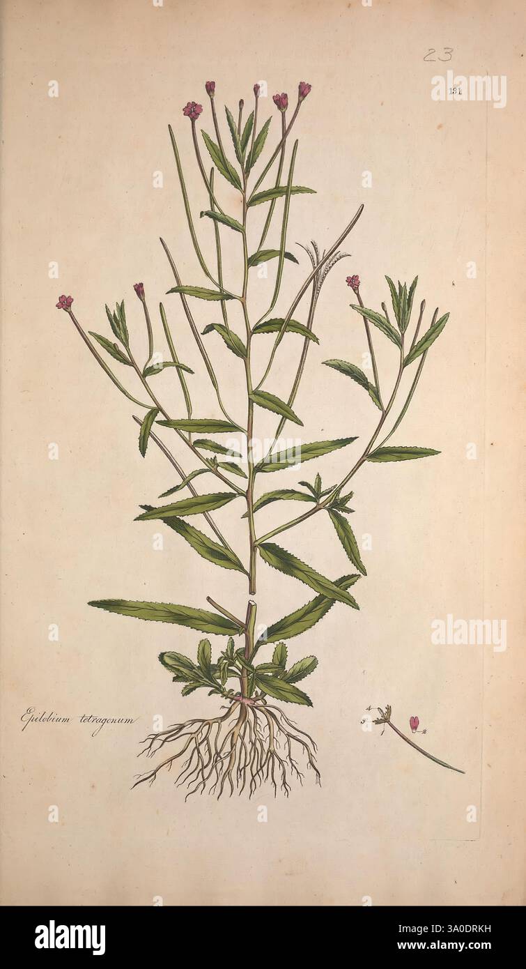 Flora Londinensis, or Plates and descriptions of such plants as grow ...