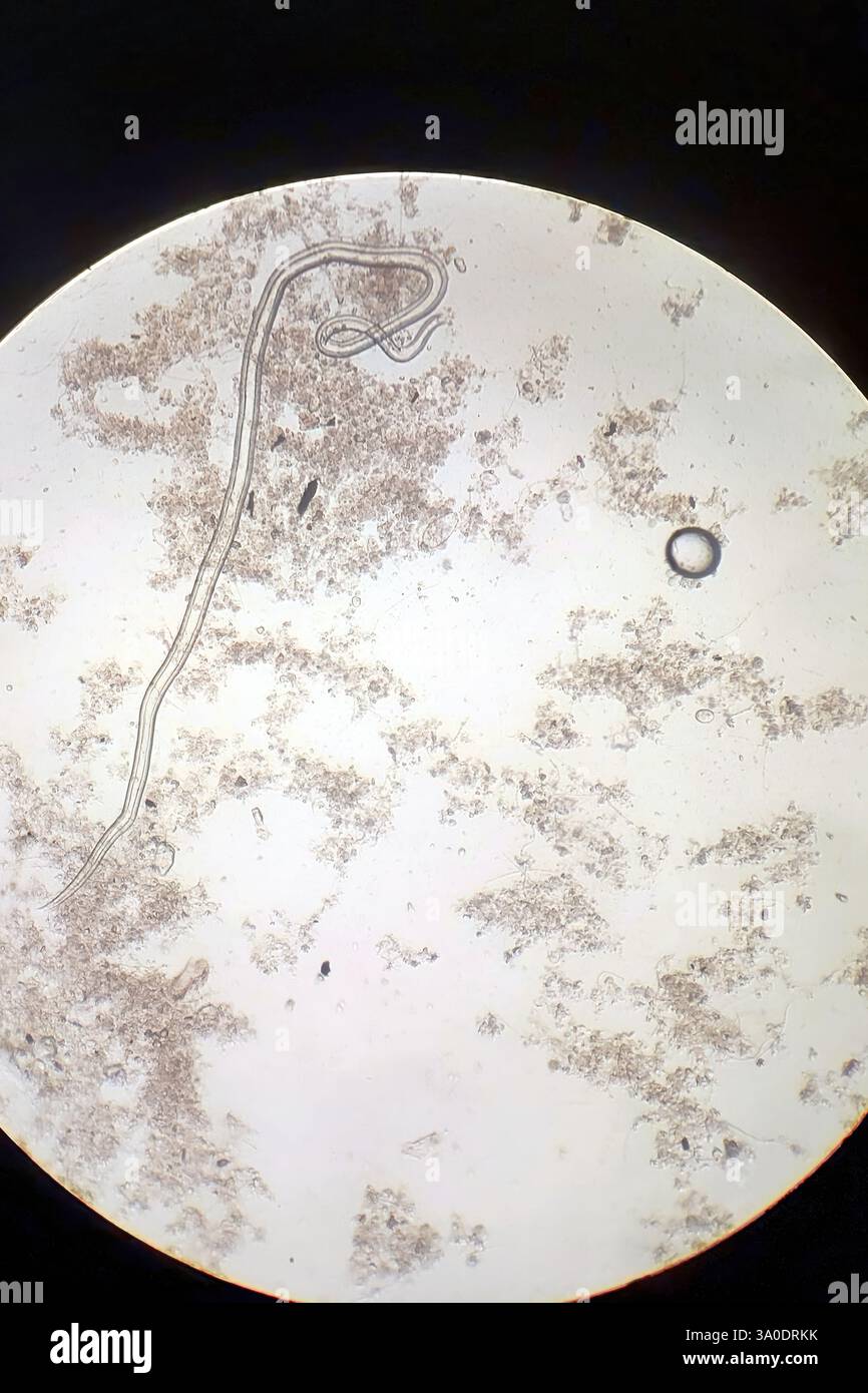 A detailed view reveals the intricate life within a tiny ecosystem ...