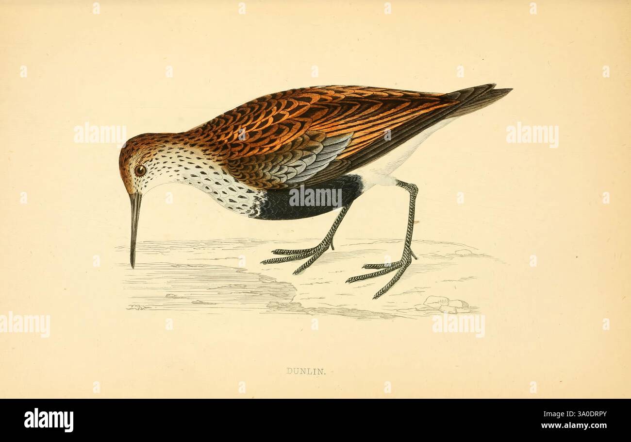Dunlins legs hi-res stock photography and images - Alamy