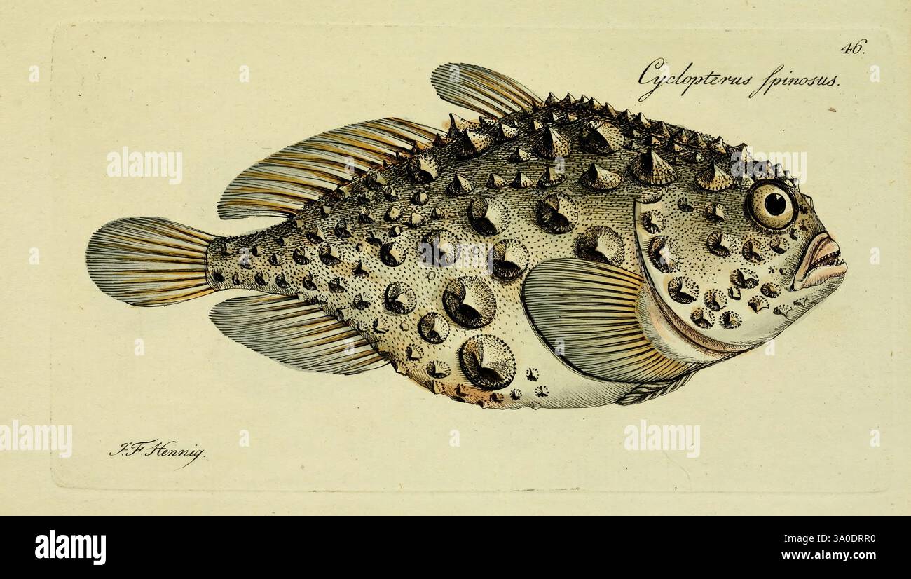 Spiky protuberances hi-res stock photography and images - Alamy