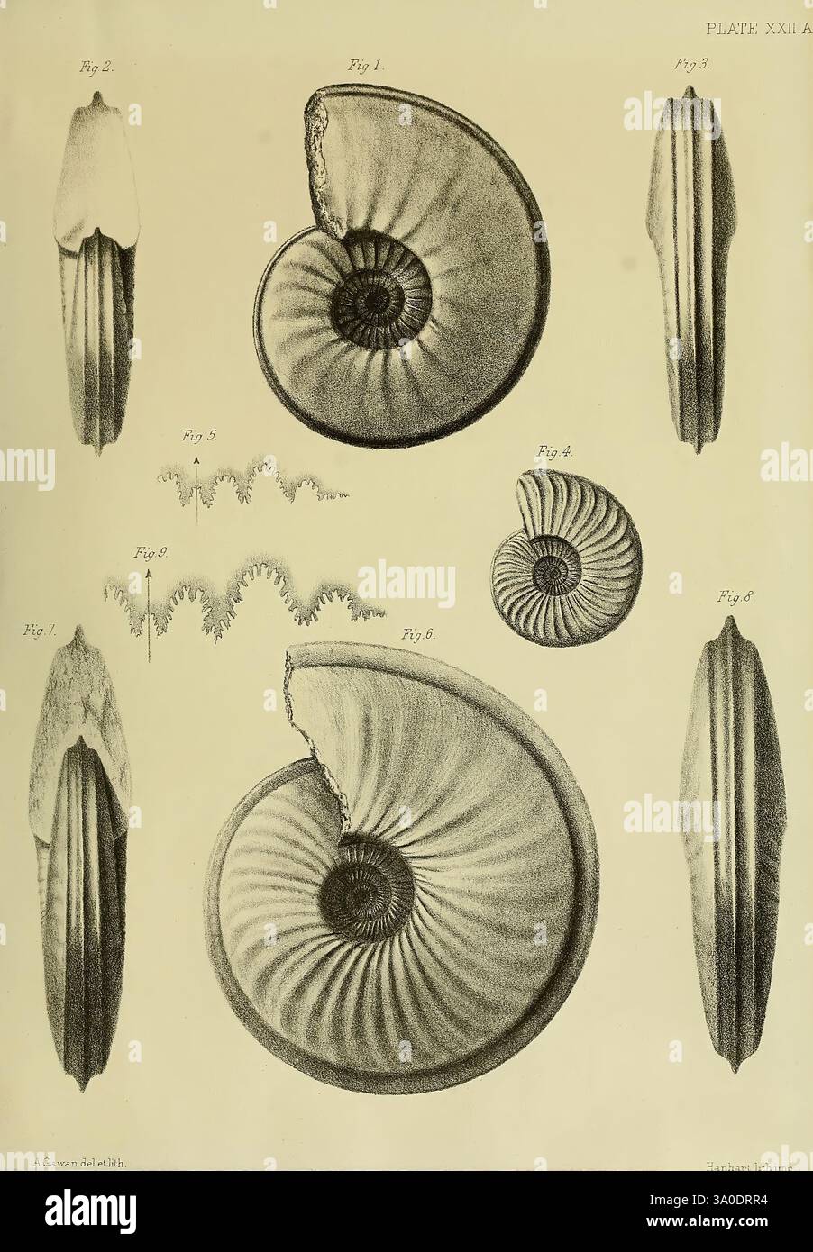 Series of detailed depictions of ammonite fossils hi-res stock ...