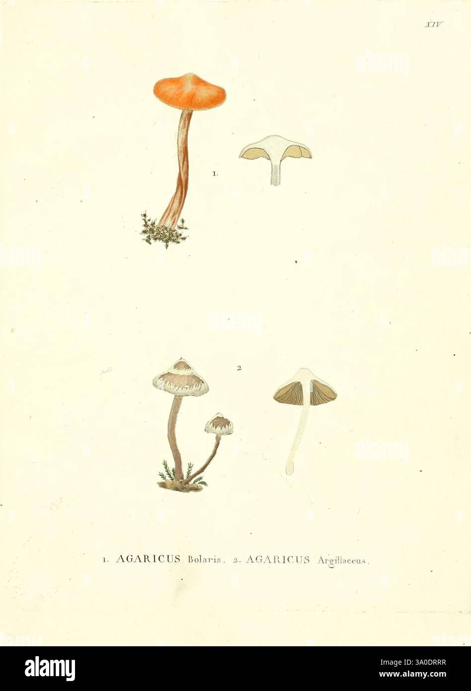 Two additional fungal species hi-res stock photography and images - Alamy