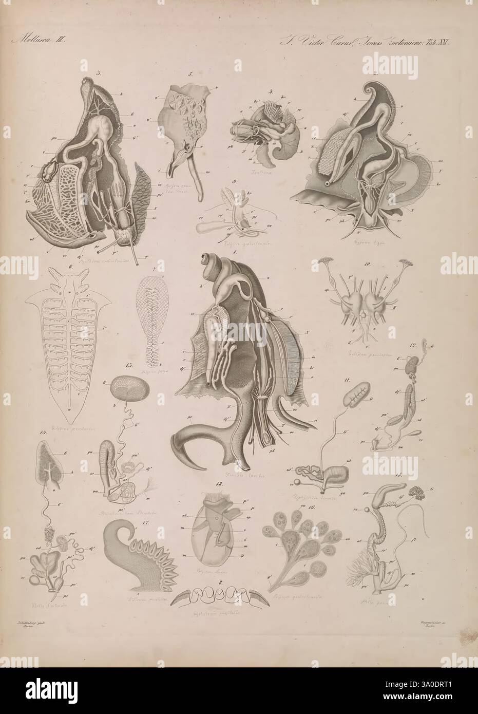 Series of meticulously detailed anatomical diagrams hi-res stock ...