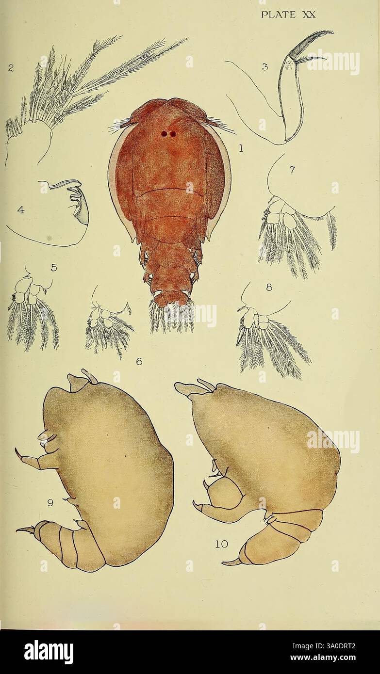 The, British, parasitic, Copepoda, London, 1913, Great, Britain ...