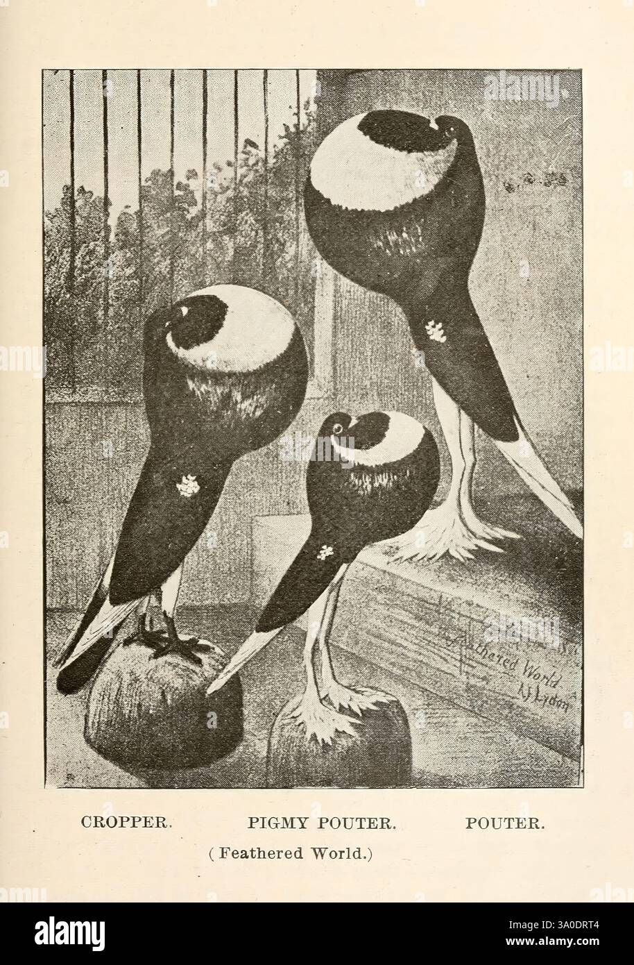 Scene depicts three pigeons hi-res stock photography and images - Alamy