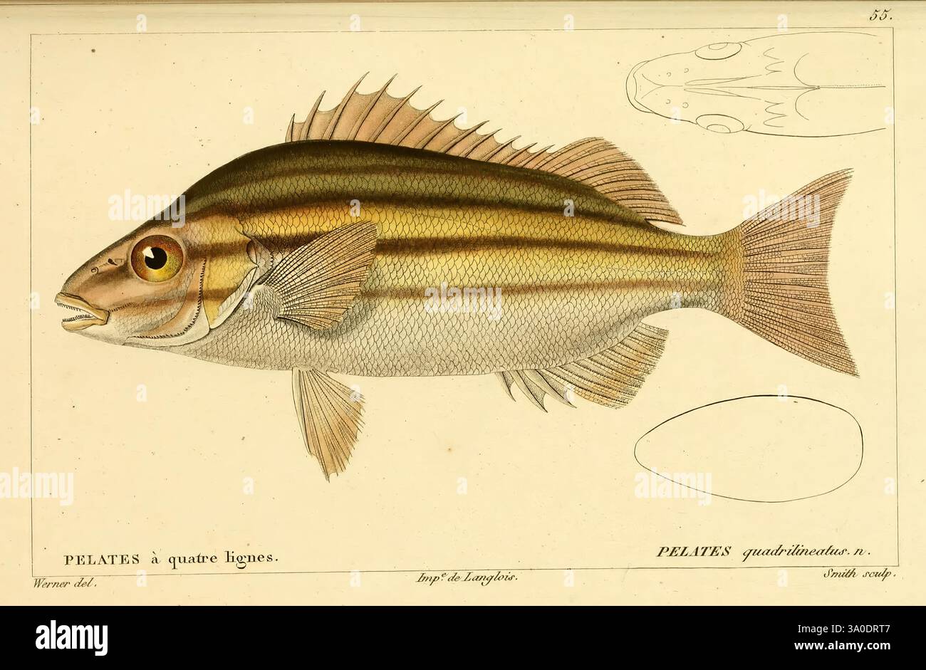 Histoire naturelle des poissons, Paris, Chez F. G. Levrault, 1828-1849 ...