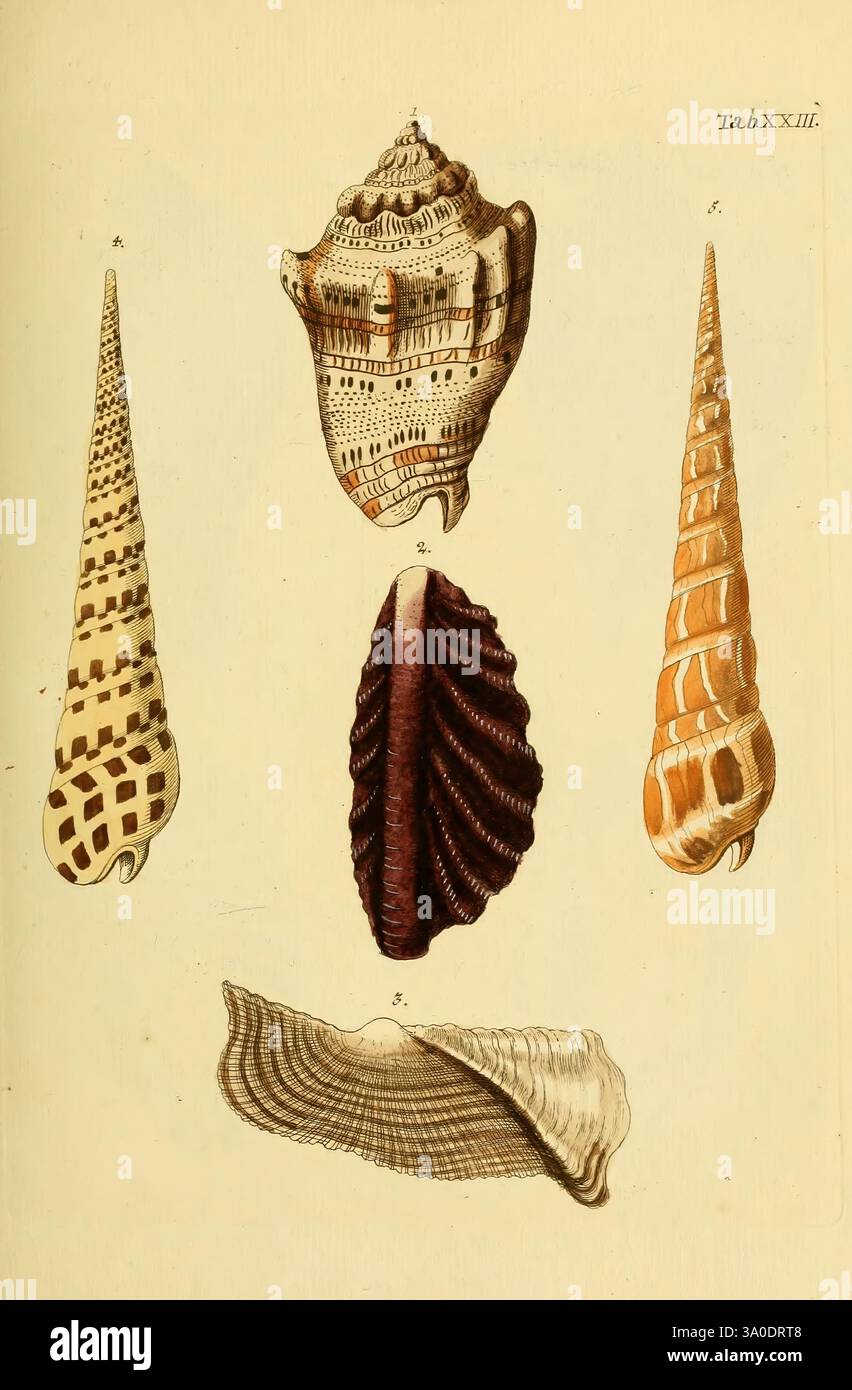 Second shell boasts hi-res stock photography and images - Alamy