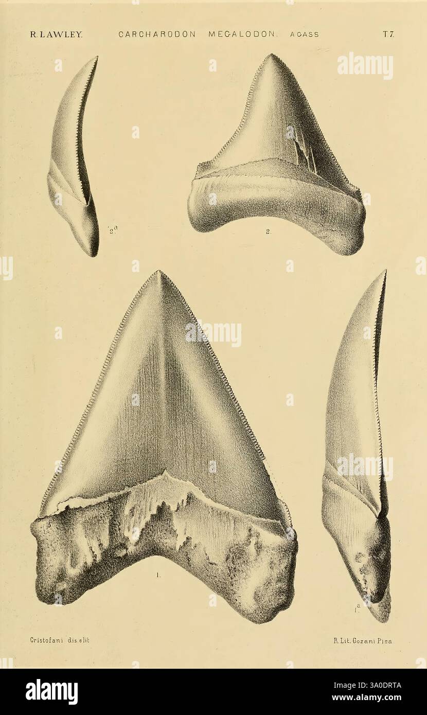 Species carcharodon megalodon hi-res stock photography and images - Alamy