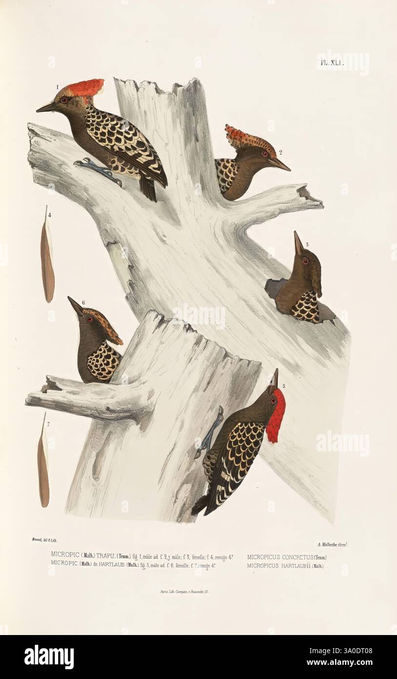 Picidees histoire naturelle hi-res stock photography and images - Alamy