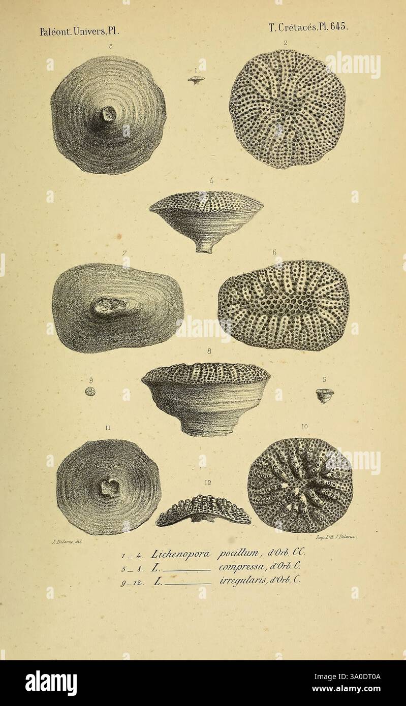 Diversity of shell forms hi-res stock photography and images - Alamy