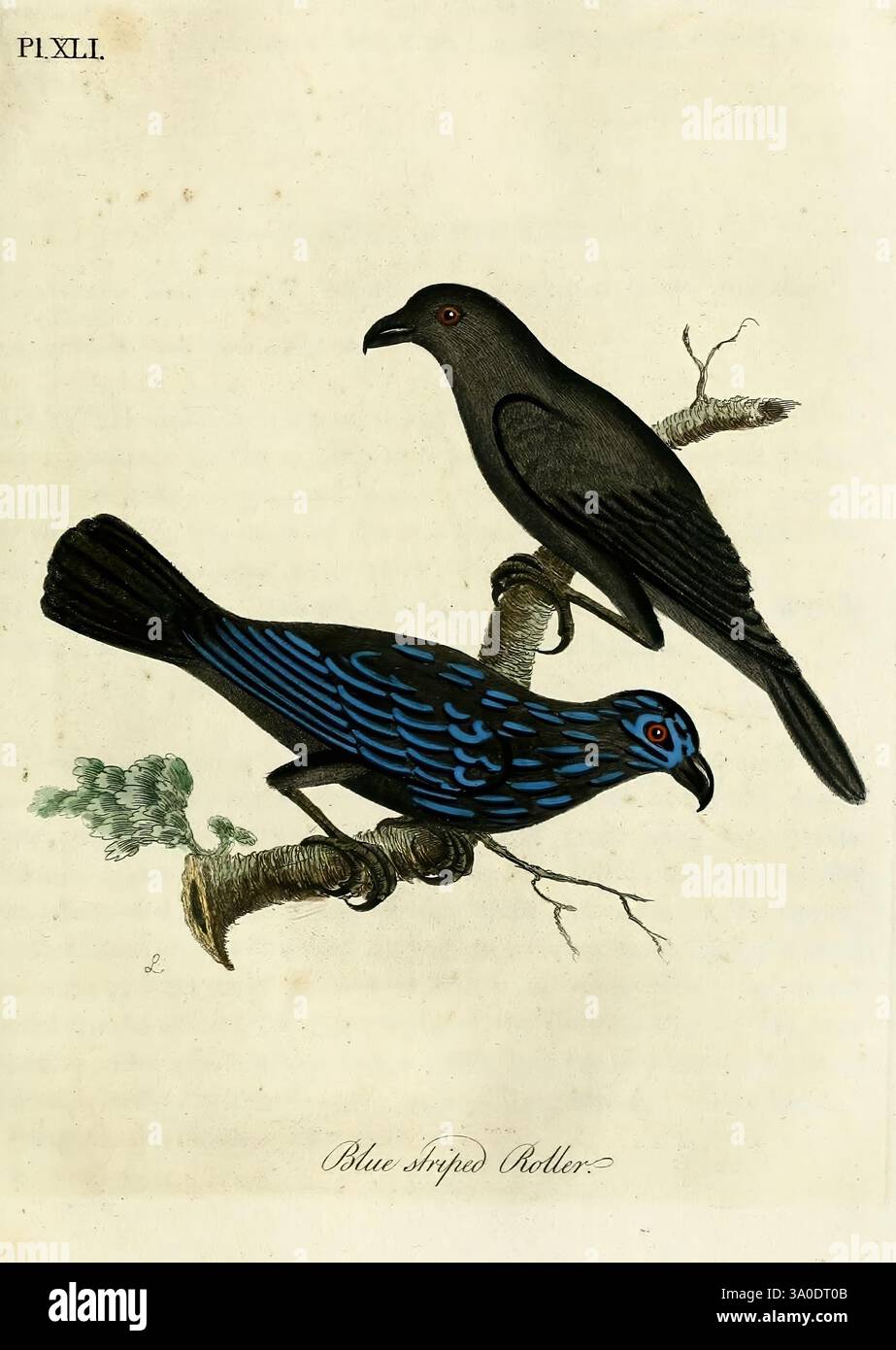 A general history of birds, Winchester England, Printed by Jacob and ...