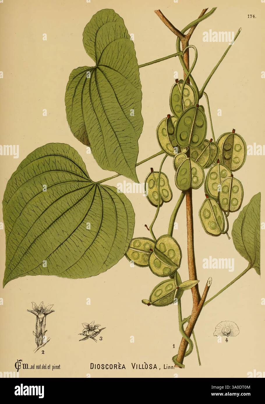 American, medicinal, plants, New York, Boericke & Tafel, c1887, botany ...