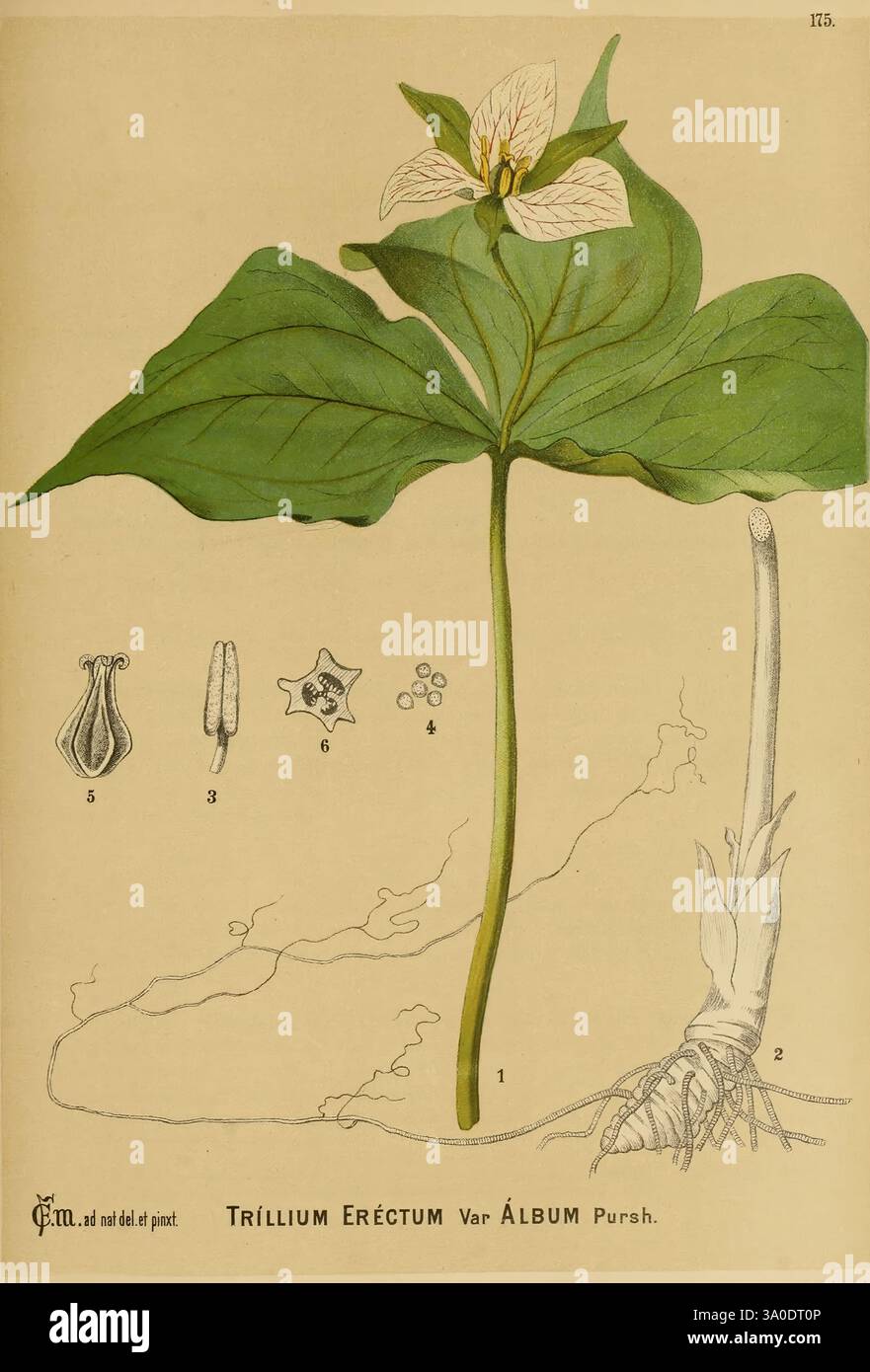American, medicinal, plants, New York, Boericke & Tafel, c1887, botany ...