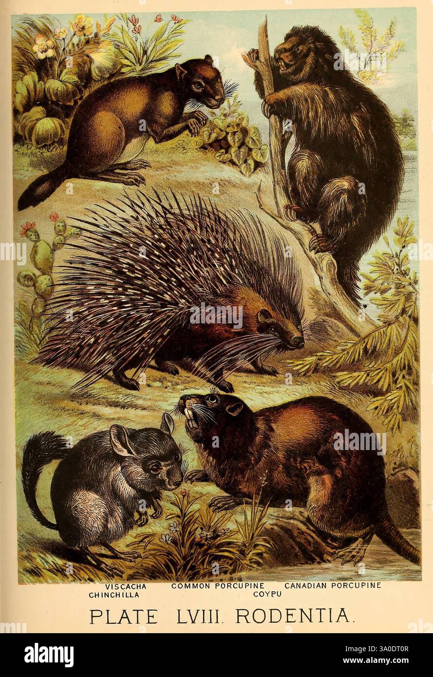 Variety of rodent species hi-res stock photography and images - Alamy