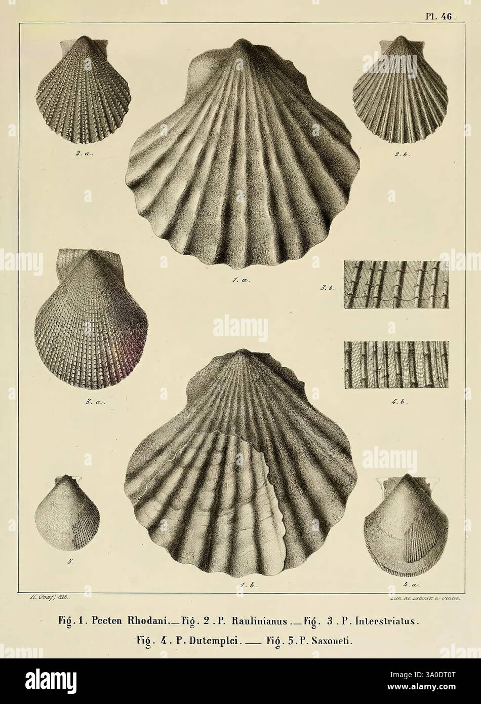 Two distinct types of scallop shells hi-res stock photography and ...