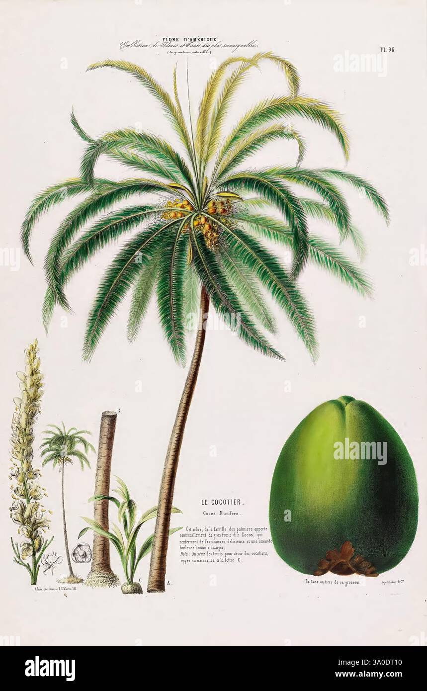 Coconut palms characteristics hi-res stock photography and images - Alamy