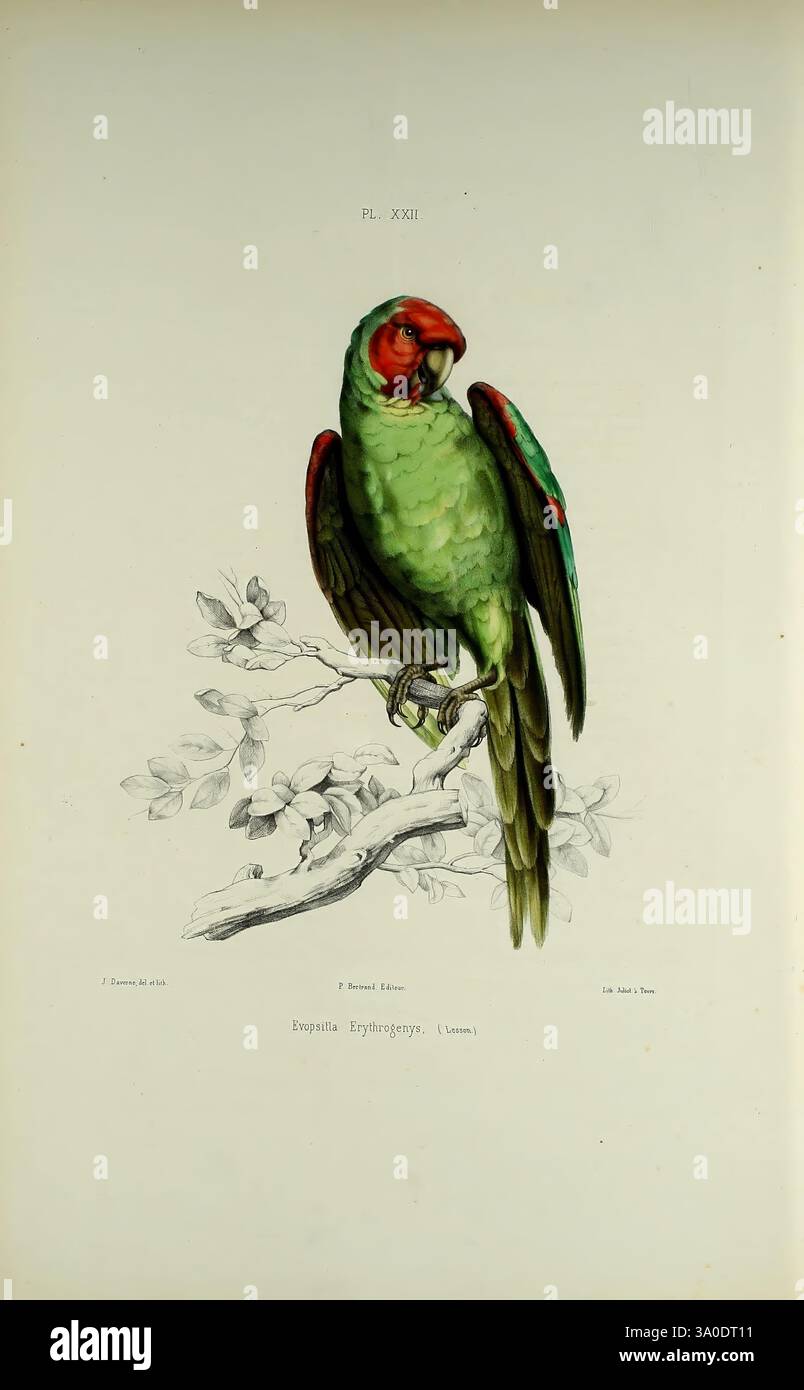 Iconographie des perroquets, Paris, P. Bertrand, 1857, bird, birds ...
