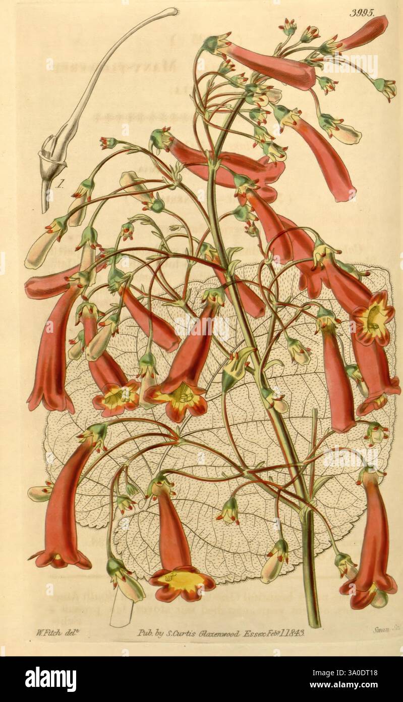 Multiple pendulous flowers cascading hi-res stock photography and ...