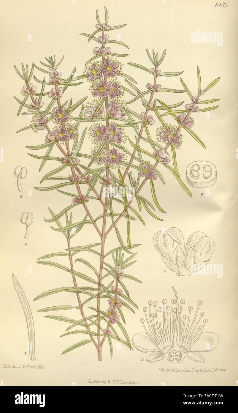 Curtis's Botanical Magazine London, New York Botanical Illustration ...