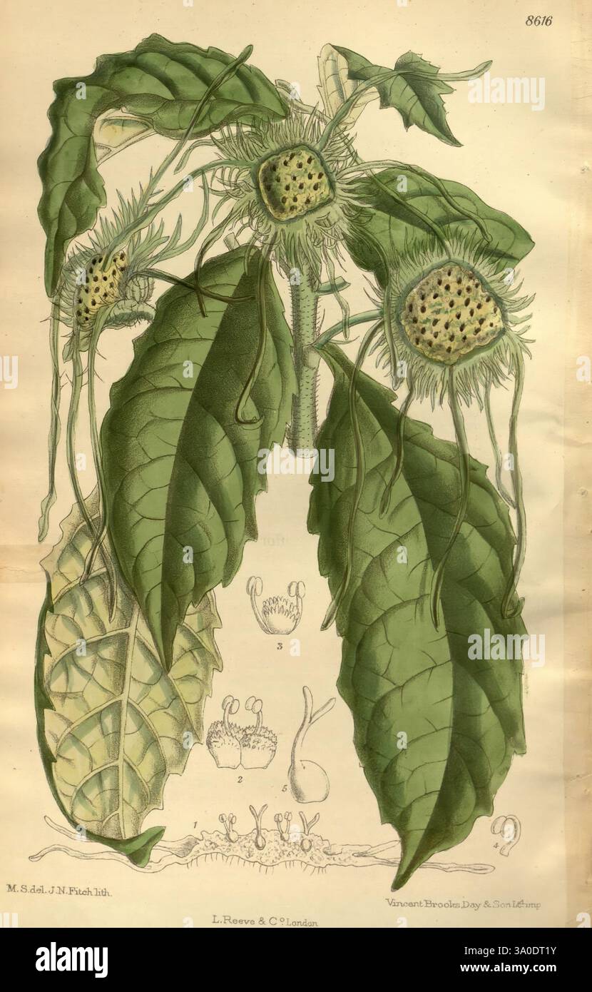 Cluster of round seed capsules hi-res stock photography and images - Alamy