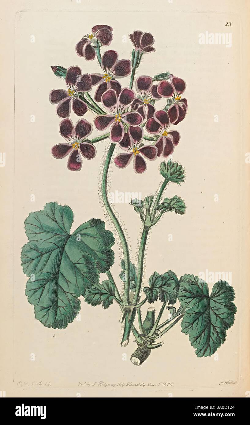 Geraniaceae, London, Printed for James Ridgway, Piccadilly, 1820-1830 ...