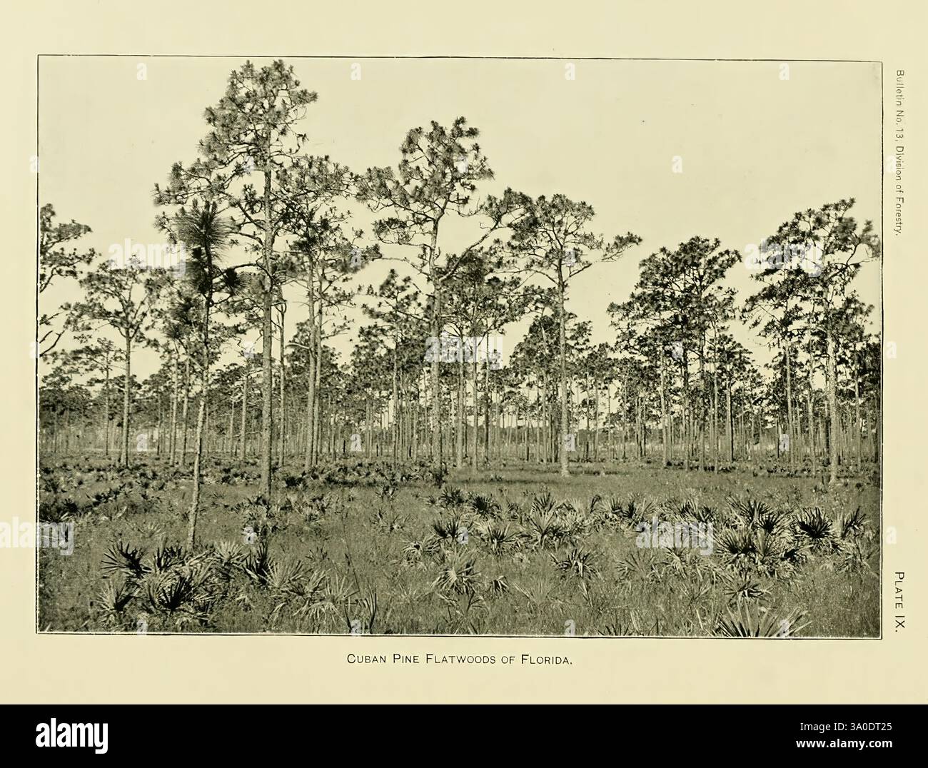 Mix of underbrush hi-res stock photography and images - Alamy