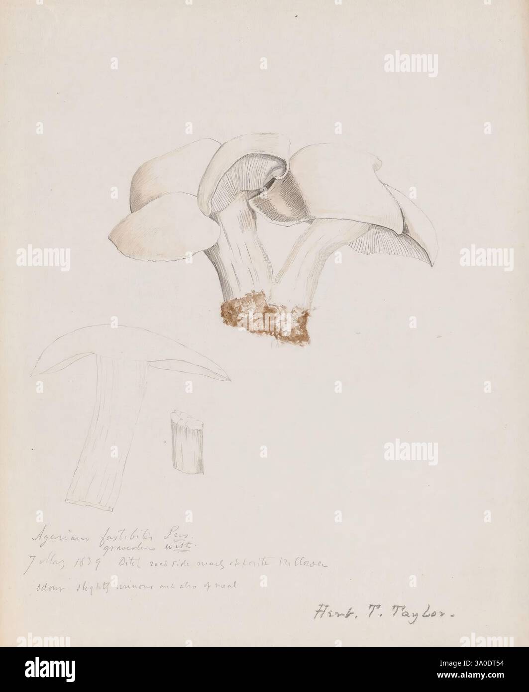 Drawings of fungi, Not before 1839, fungi, pictorial works, The caption ...