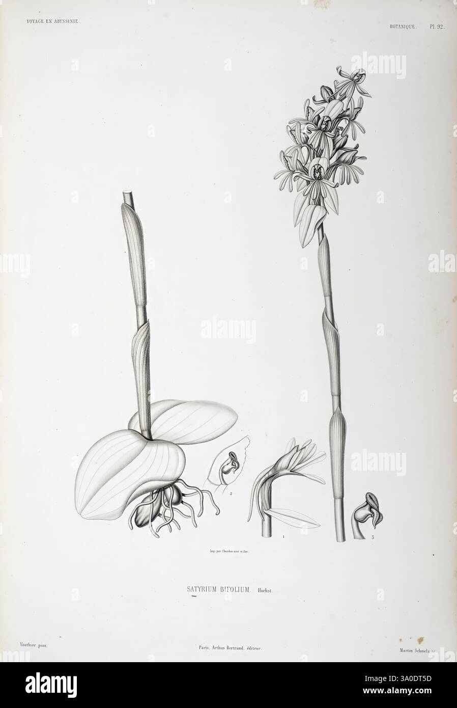 Broad leaves nestled hi-res stock photography and images - Alamy